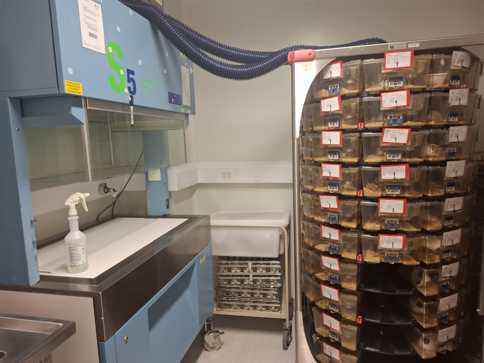 BR-CAI | Rodents - Biological Resources - University of Queensland